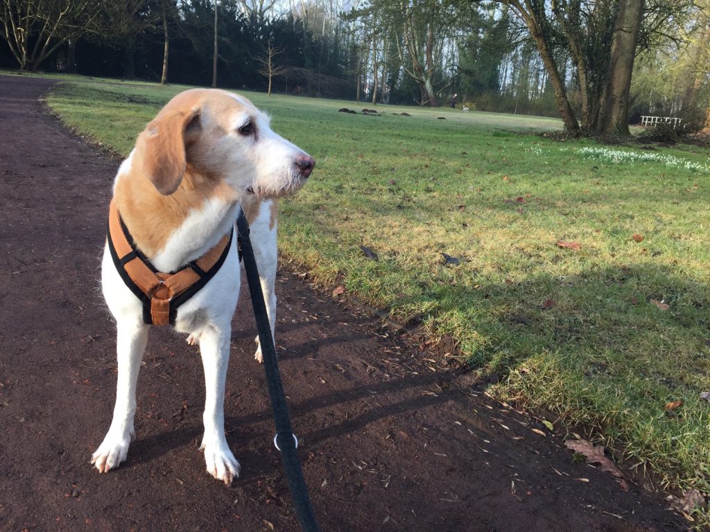 Perpetuum Gassi | Kommst du hierher